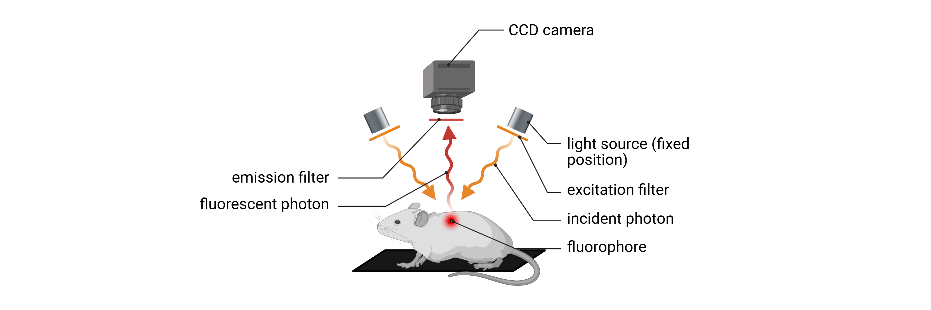 IVIS Spectrum - Technology overview — NYUAD Small Animal Imaging Core ...